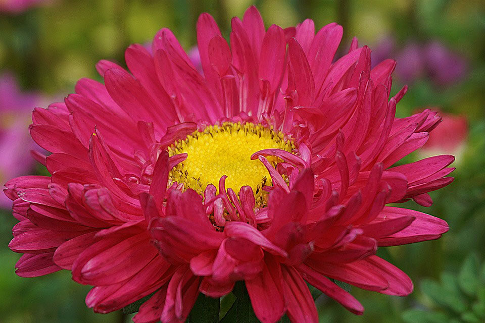Aster 'Gala' 80s