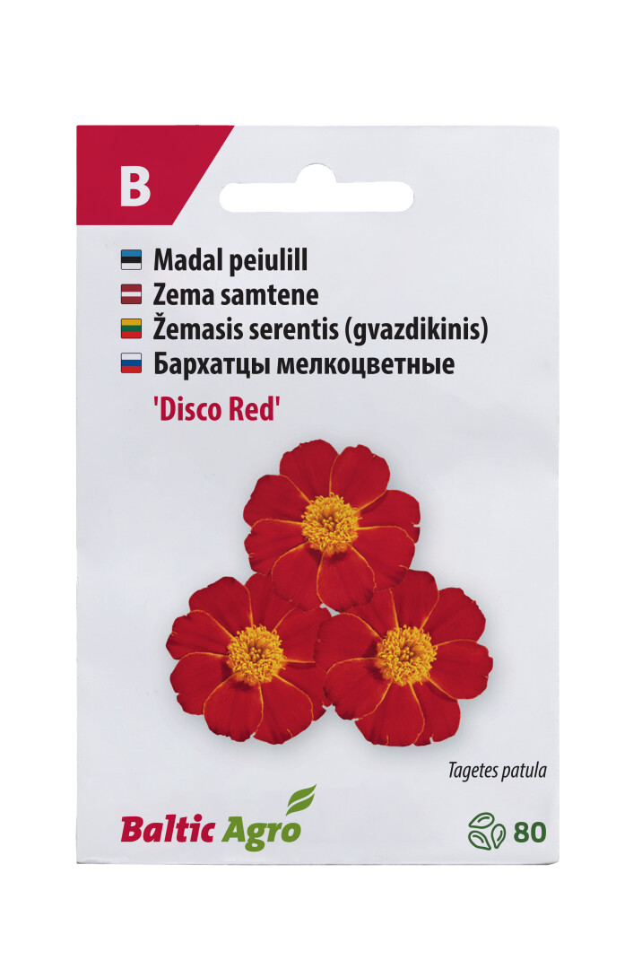 Marigold 'Disco Red'